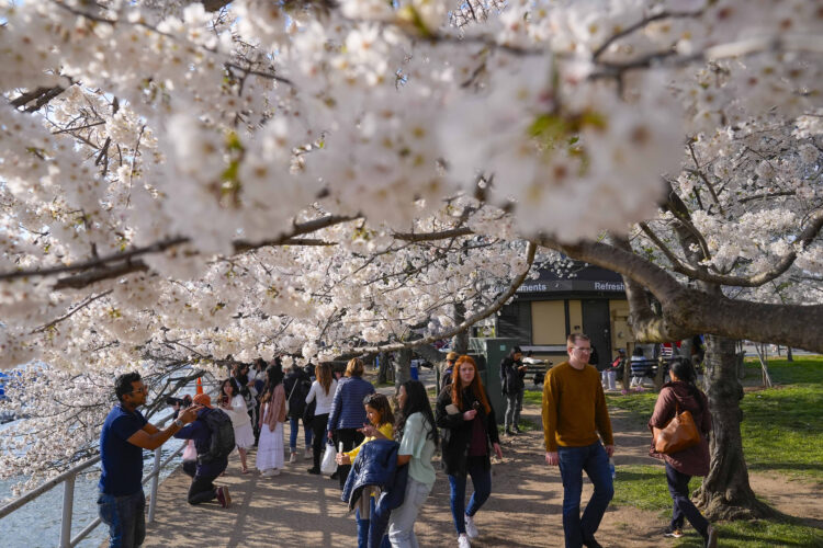 More than 100 iconic cherry trees in Washington are being cut down. So ...